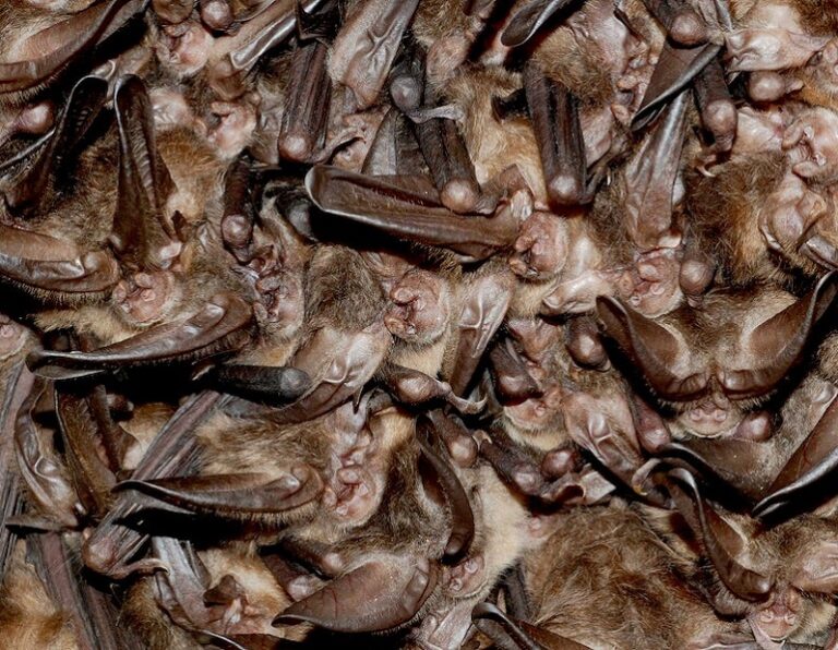 Fruit Bats Types & Behavior a Complete Ultimate Guide