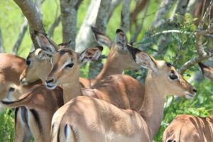Impala Animal Information - Habitat, Diet, Traits & More!