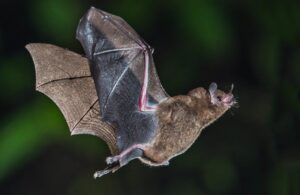 Fruit Bat - The Amazing Flying Nocturnal Species