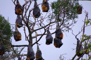 Fruit Bat - The Amazing Flying Nocturnal Species