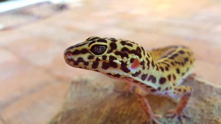 Keeping Gecko Pets All You Need To Know- WAF