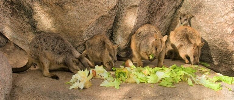 Wallaby - Is It Different From The Kangaroo?