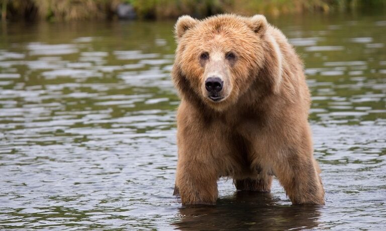 Endangered Animal Statistics & Facts To Know In 2025