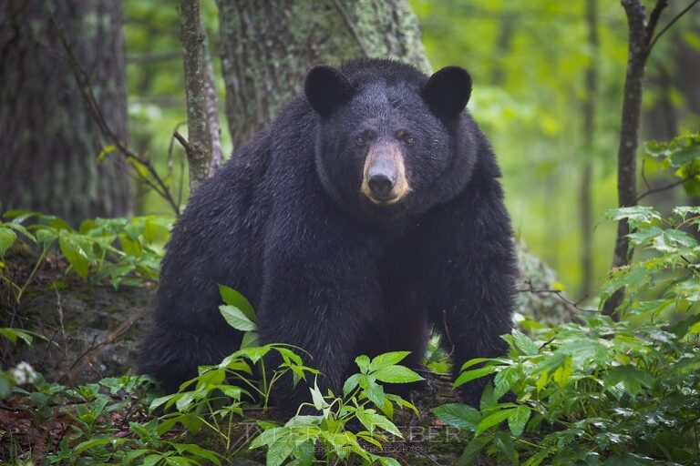 Black Bear - Classification, Behavior, Habitat, And More