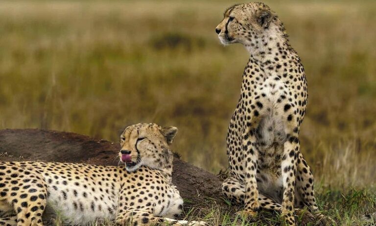 Endangered Animal Statistics & Facts To Know In 2025