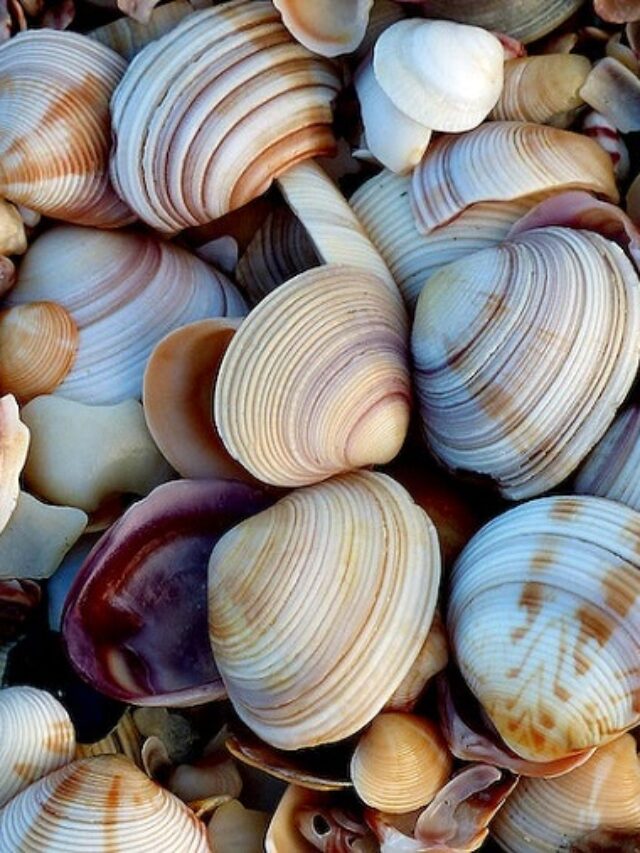Sea Clams