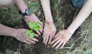 Are Fireflies Endangered - WAF