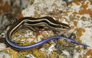 Are Skinks Poisonous? Decoding The Debate On Skink Poisoning