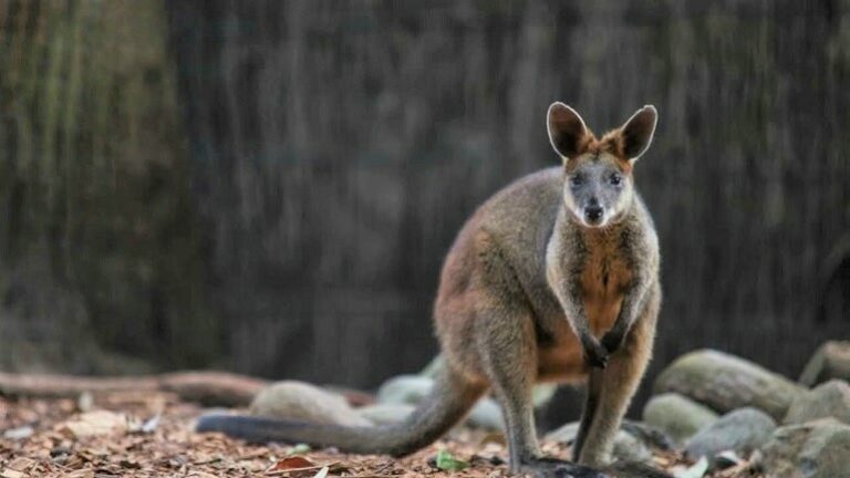 Wallaby - Is It Different From The Kangaroo?