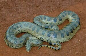 Anaconda Snake - Facts, Habitats, Types, And More