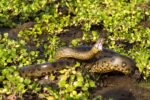 Anaconda Snake - Facts, Habitats, Types, And More