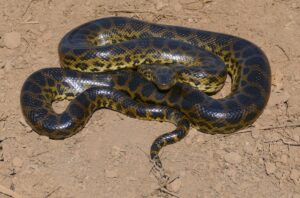 Anaconda Snake - Facts, Habitats, Types, And More
