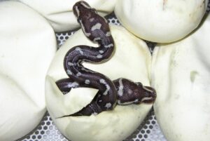 Anaconda Snake - Facts, Habitats, Types, And More