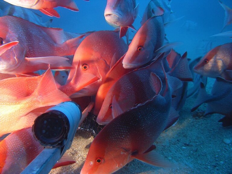 Aquatic Habitats - All You Need to Know - WAF