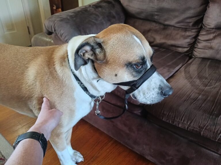 8 Best Dog Collars For Pulling -Top Picks & Buying Guide