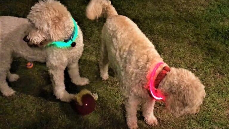 6 Best LED Dog Collars - Top Picks & Buying Guide - WAF