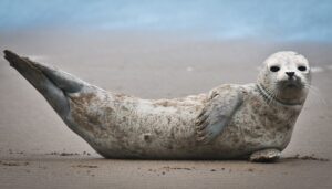 Seals – Habitat, Behavior, Anatomy, And More