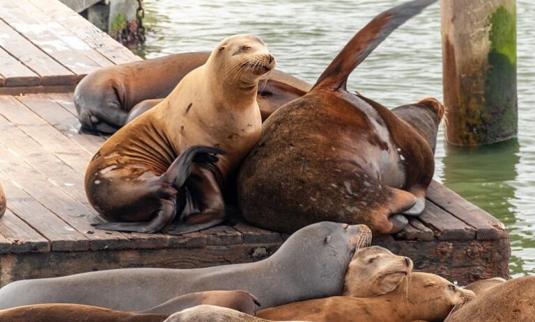 Seals – Habitat, Behavior, Anatomy, And More