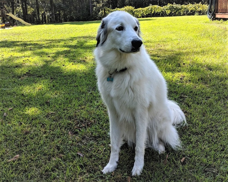 8 Best Invisible Dog Fences Reviewed 2022 - WAF