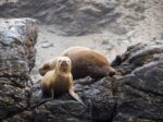 Seals – Habitat, Behavior, Anatomy, And More