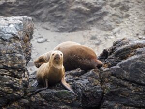 Seals – Habitat, Behavior, Anatomy, And More