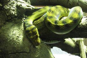 Anaconda Snake - Facts, Habitats, Types, And More