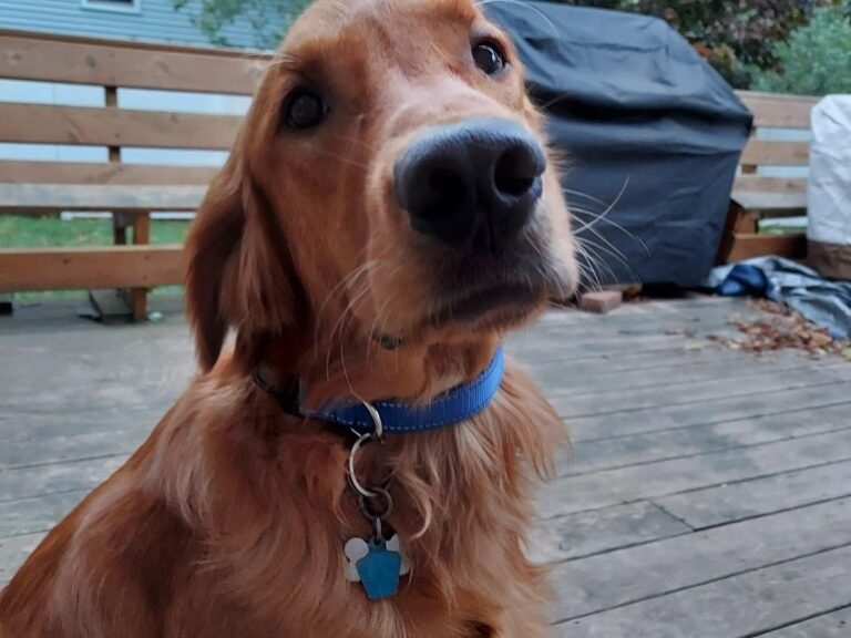 10 Best Dog Collars - Top Picks And Buying Guide