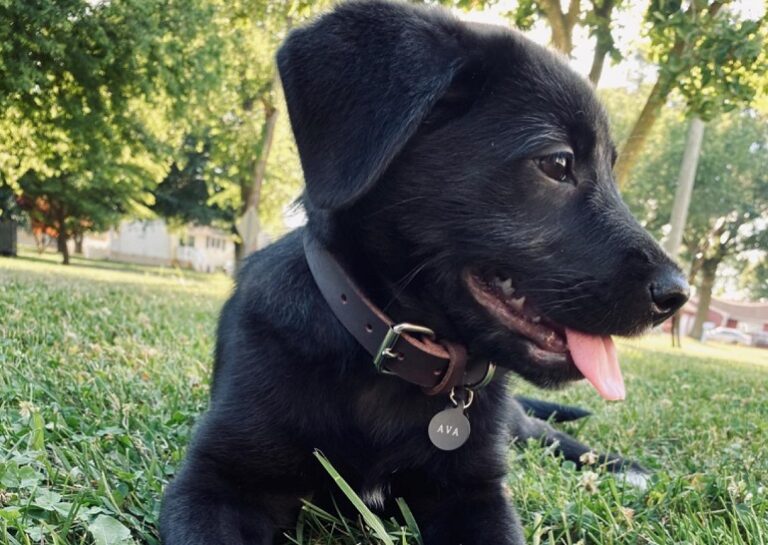 8 Best Dog Collars For Sensitive Skin - WAF