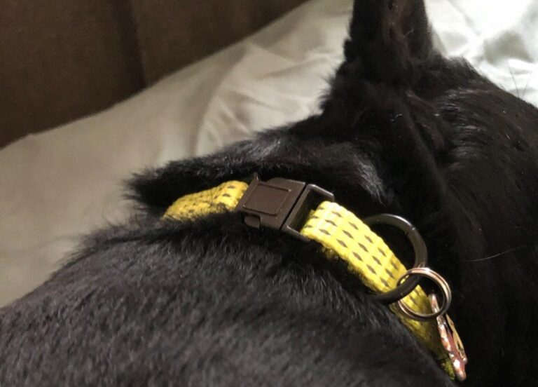 9 Best Reflective Dog Collars For Style And Safety