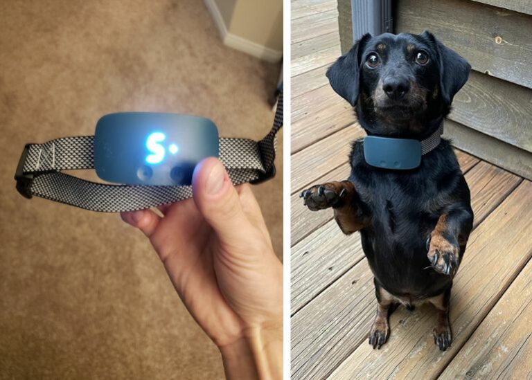 7 Best Vibrating Dog Collars In 2024 - WAF