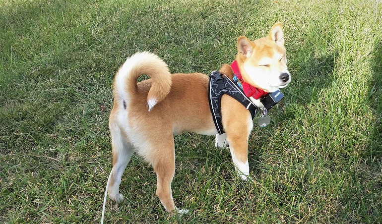 8 Best Invisible Dog Fences Reviewed 2022 - WAF