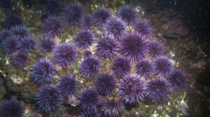 Sea Urchins - WAF