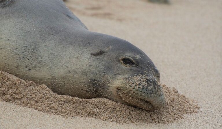 Seals – Habitat, Behavior, Anatomy, And More