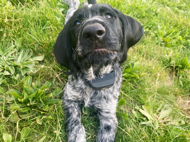 8 Best Invisible Dog Fences Reviewed 2022 - WAF