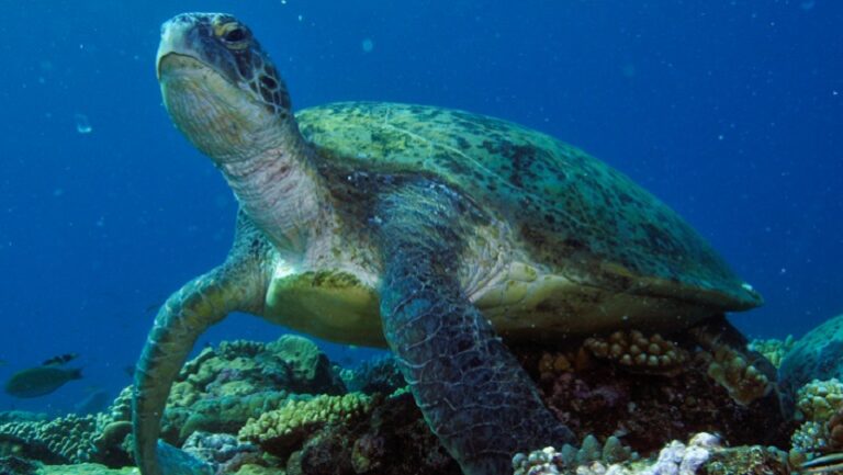 Aquatic Habitats - All You Need to Know - WAF