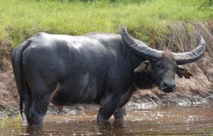 Water Buffalo - History & Unique Characteristics Explained
