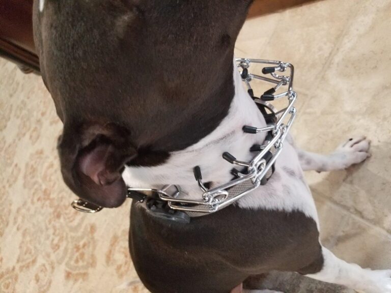 8 Best Prong Dog Collar - Top Picks And Buying Guide