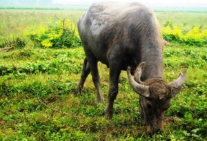 Water Buffalo - History & Unique Characteristics Explained