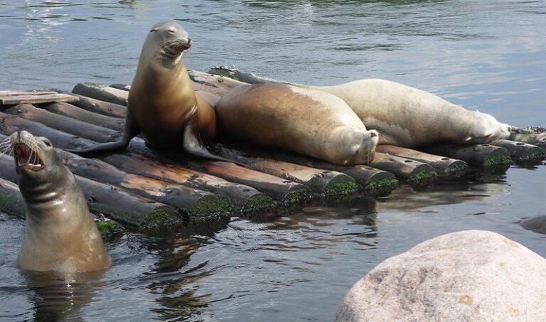 Seals – Habitat, Behavior, Anatomy, And More