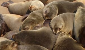 Seals – Habitat, Behavior, Anatomy, And More