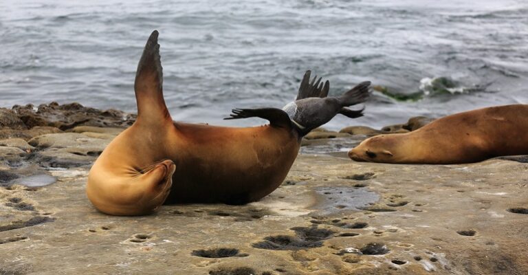 Seals – Habitat, Behavior, Anatomy, And More