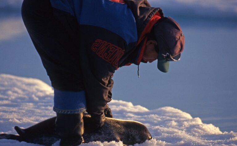 Seals – Habitat, Behavior, Anatomy, And More