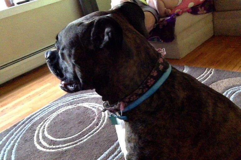 6 Best Flea Collars For Dogs - Reviewed - WAF