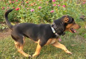 Chiweenie Dog - Personality Traits And Breed Information