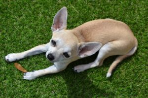 Chiweenie Dog - Personality Traits And Breed Information