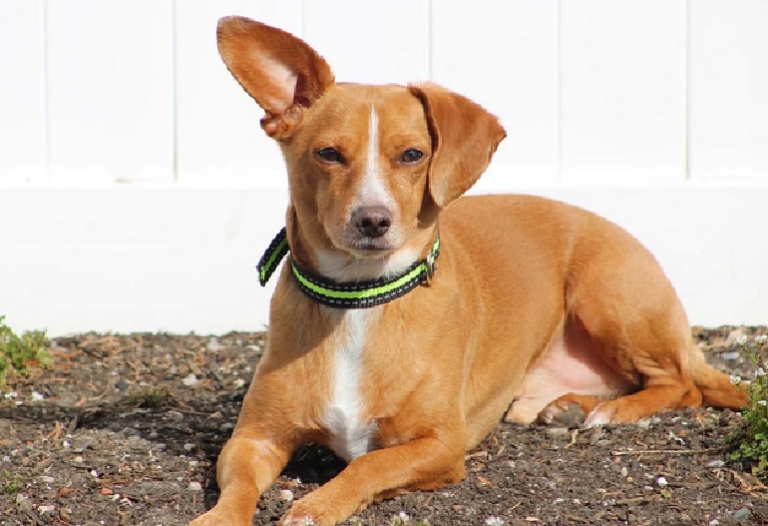 Chiweenie Dog - Personality Traits And Breed Information