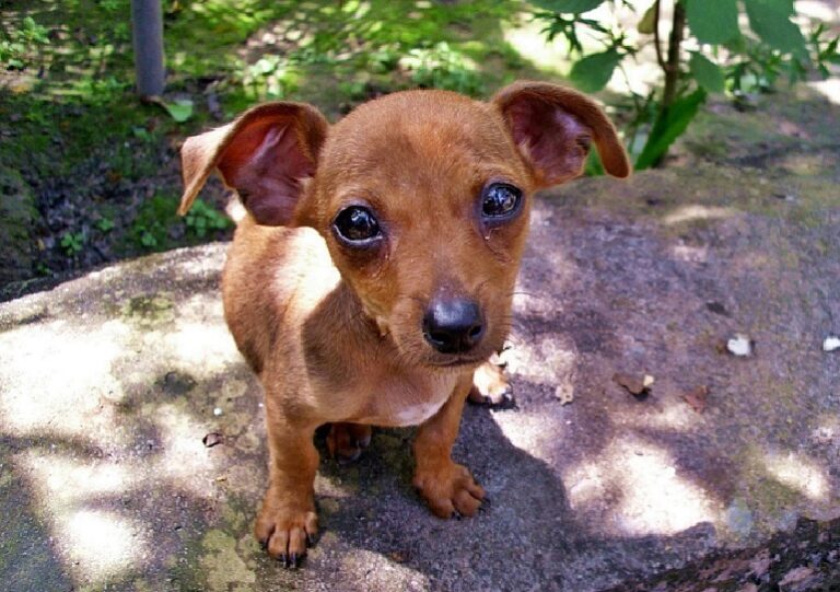 Chiweenie Dog - Personality Traits And Breed Information