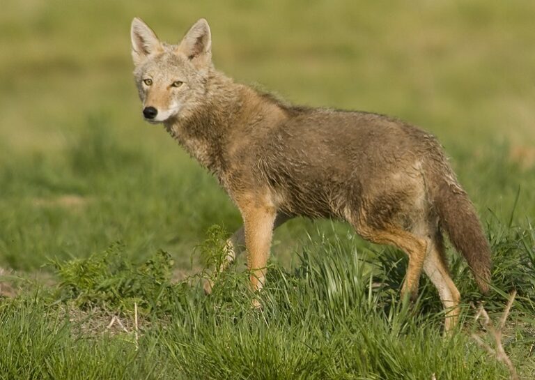 Coyote Animal Facts - Species, Behavior & Habitat.