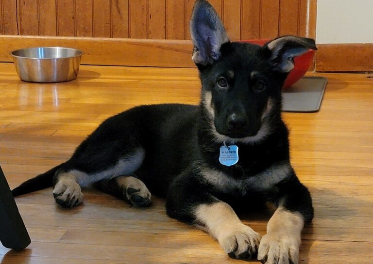 How To Put Dog Tags On Collar - Complete Guide-WAF