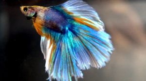 Betta Fish Laying On Bottom Of Tank - All Reasons Explained